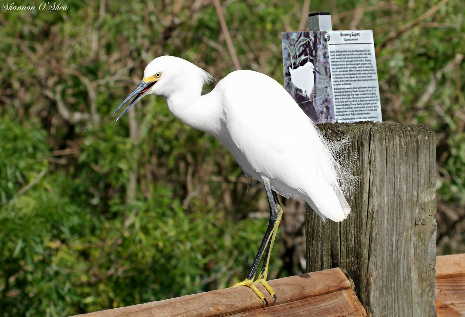 Wallpaper : white, bird, nature, sign, Orlando, Florida, wildlife ...