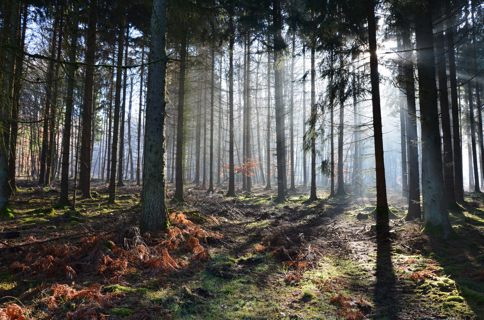 Wallpaper : mist, fog, forest, Germany, deutschland, spring, nebel ...