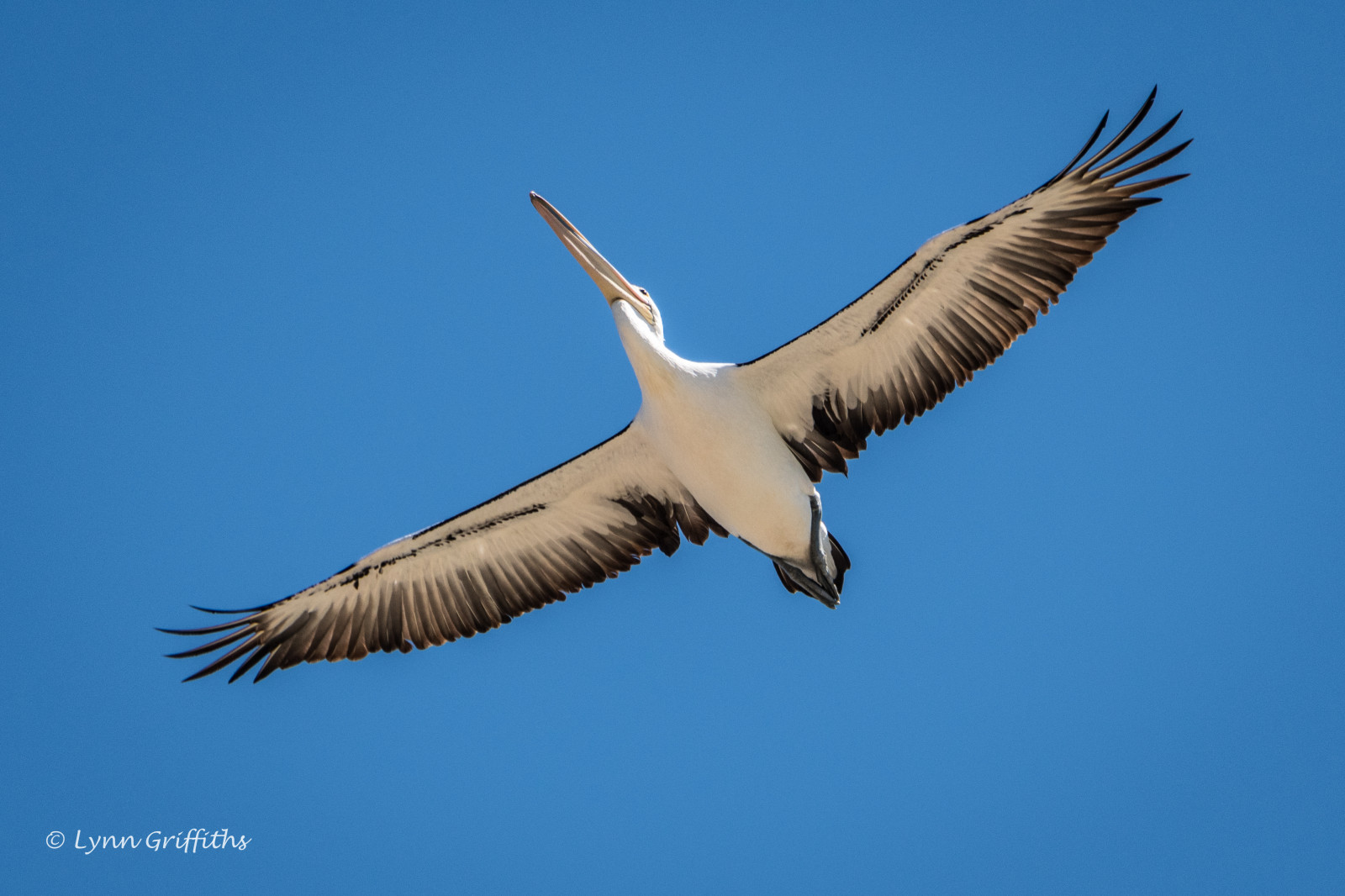 Bakgrundsbilder : himmel, fauna, näbb, vilda djur och växter, vinge ...