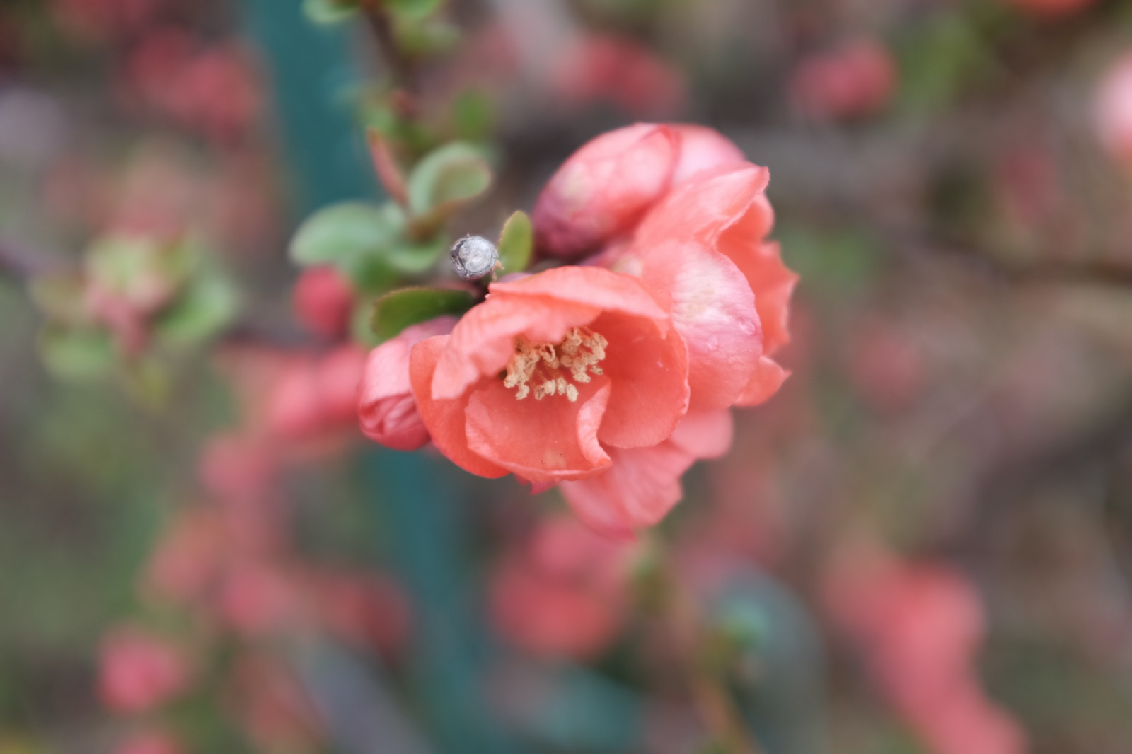 Wallpaper : Japan, food, branch, blossom, Tokyo, fujifilm, leaf, flower ...