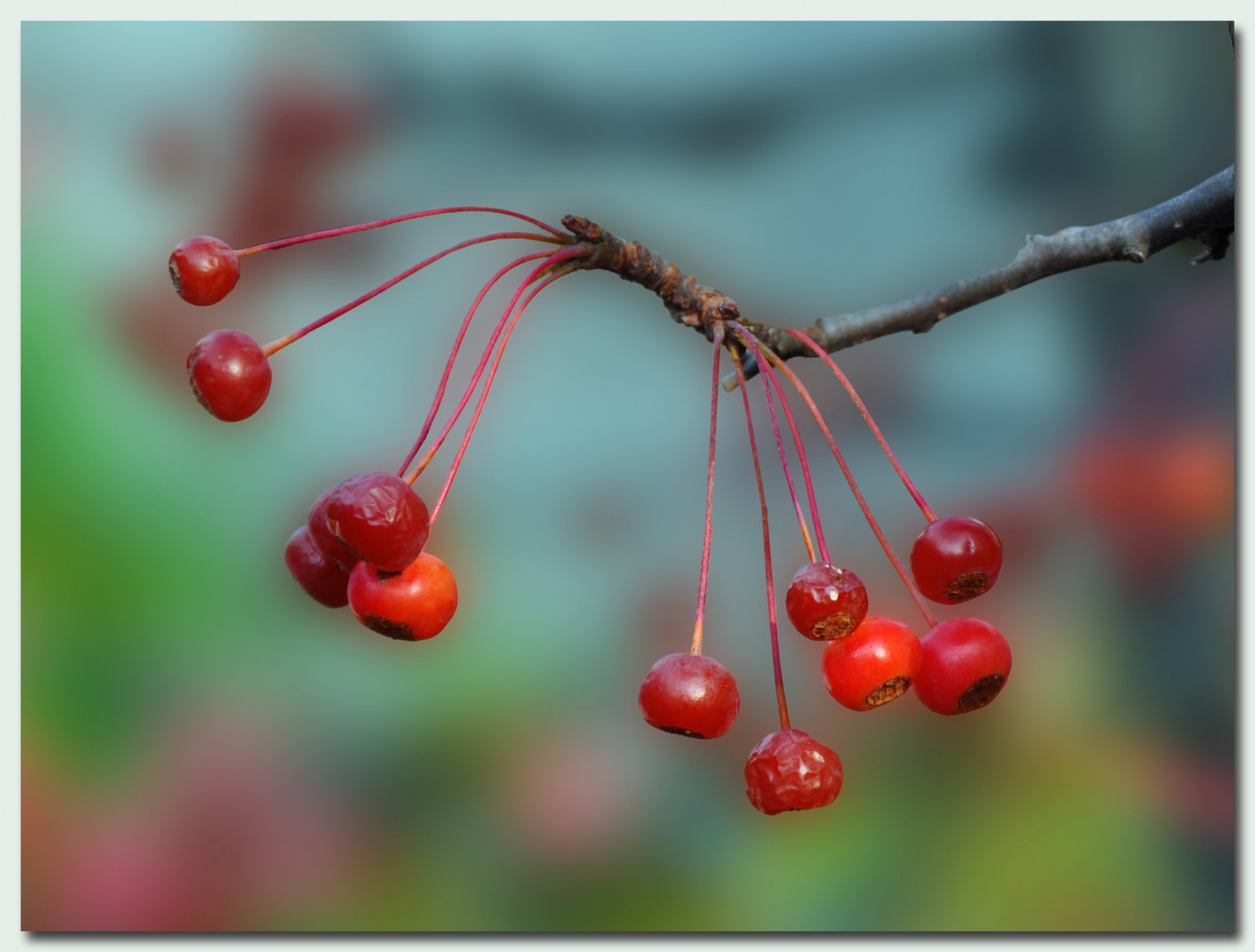 Wallpaper : Vienna, autumn, red, color, fall, apple, fruits, geotagged ...