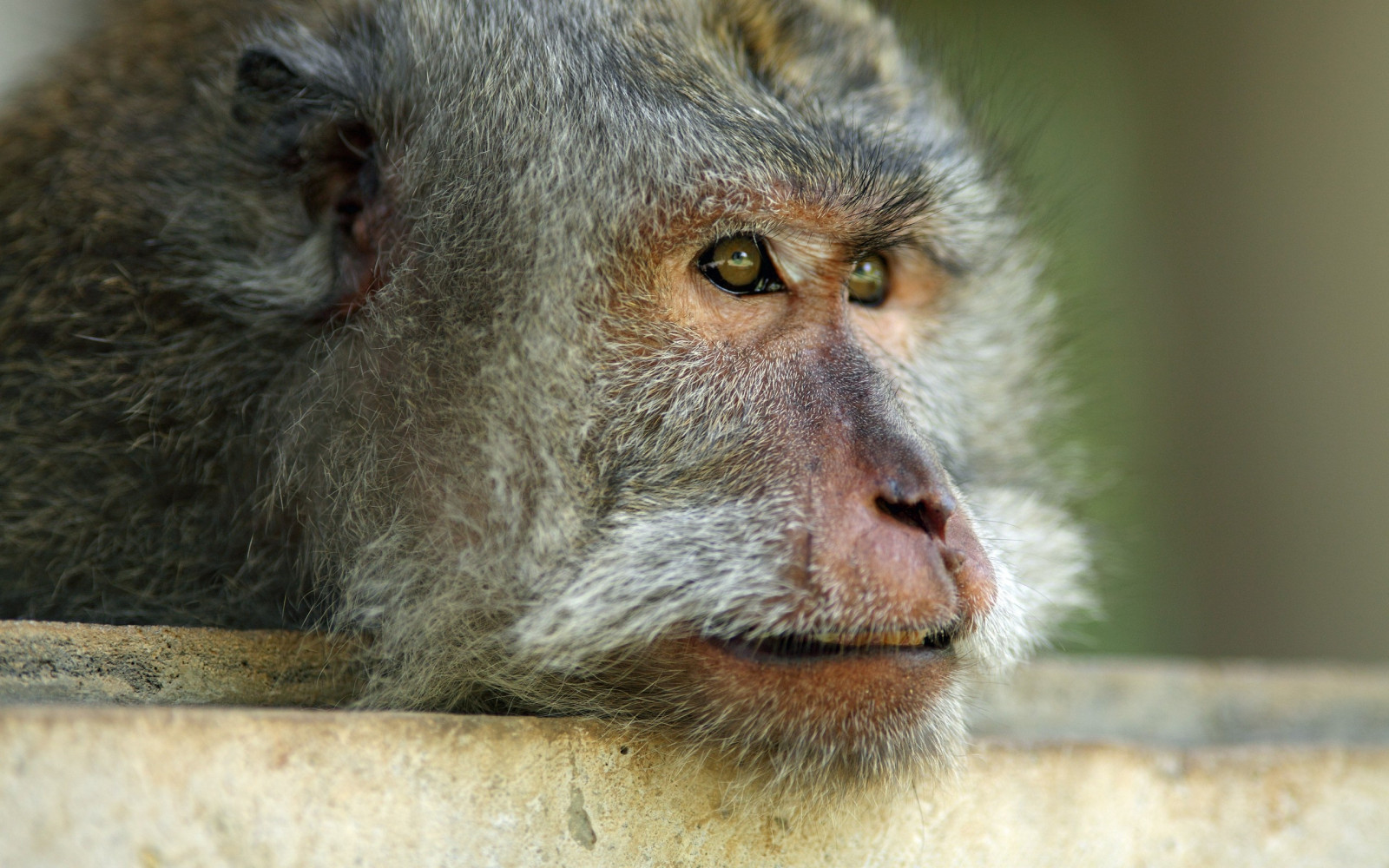 Wallpaper : monyet, menghadapi, wol 2560x1600 - - 1065146 - HD ...