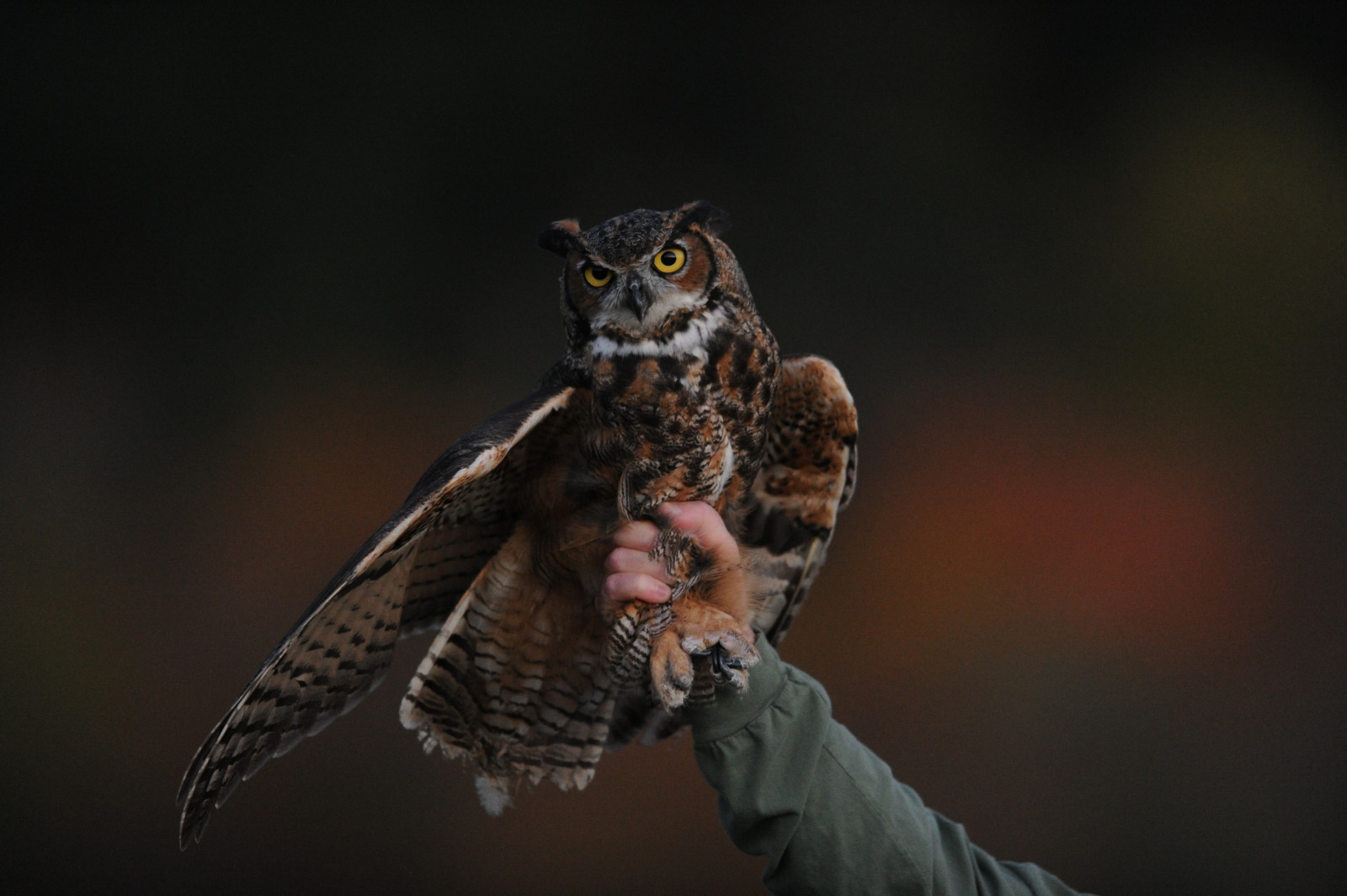 Wallpaper : owl, bird, predator 4256x2832 - CoolWallpapers - 1187632 ...