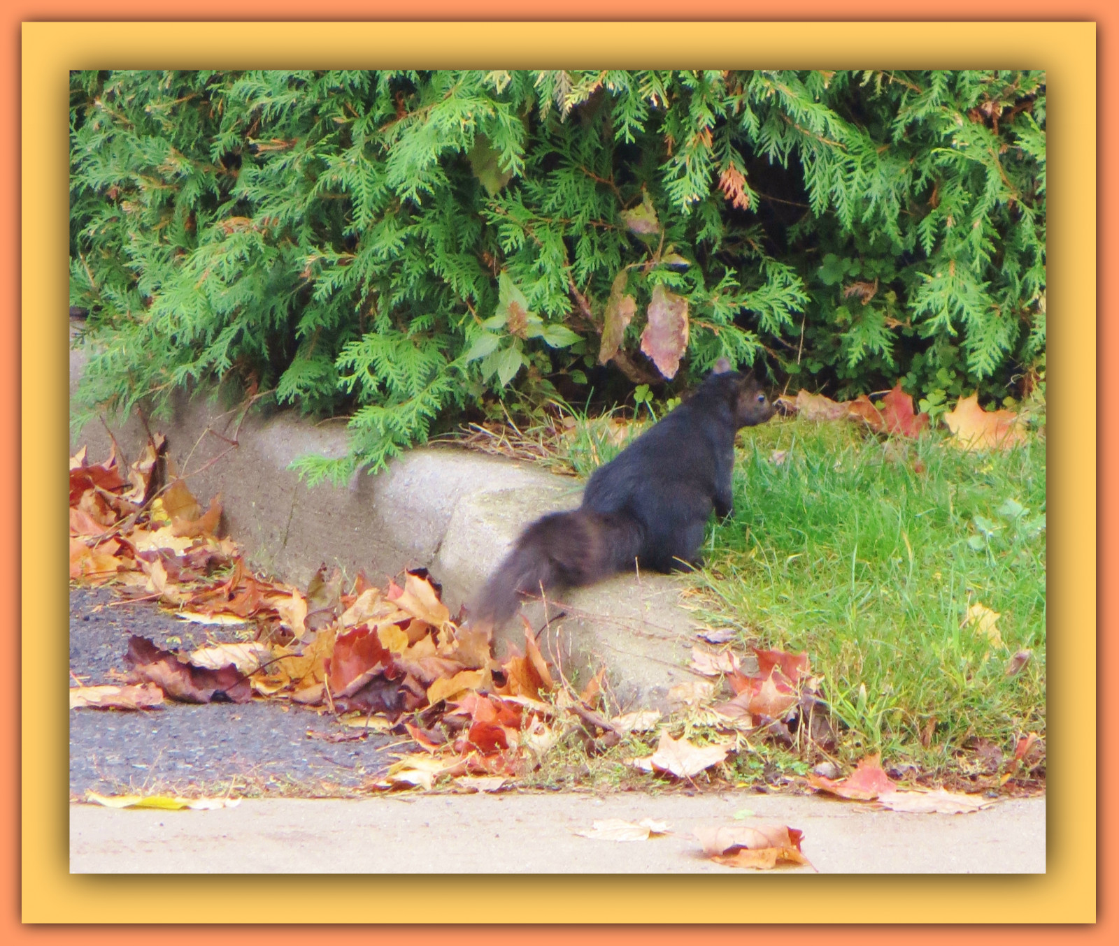 Tapety : ulice, podzim, listy, zvíře, mimo, venku, srstnatý, veverka ...