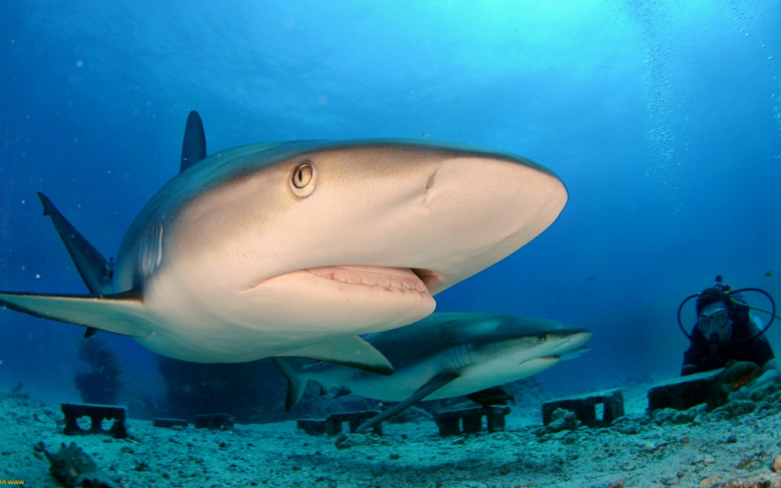 Wallpaper : sea, underwater, Great White Shark, ocean, reef, 1920x1200 ...