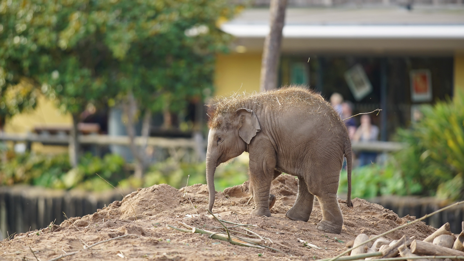 Wallpaper : plant, elephants and mammoths, working animal, fawn ...