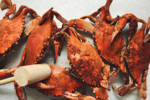 Ingyenes háttérképek : állatok, élelmiszer, természet, rákok, tenger ...