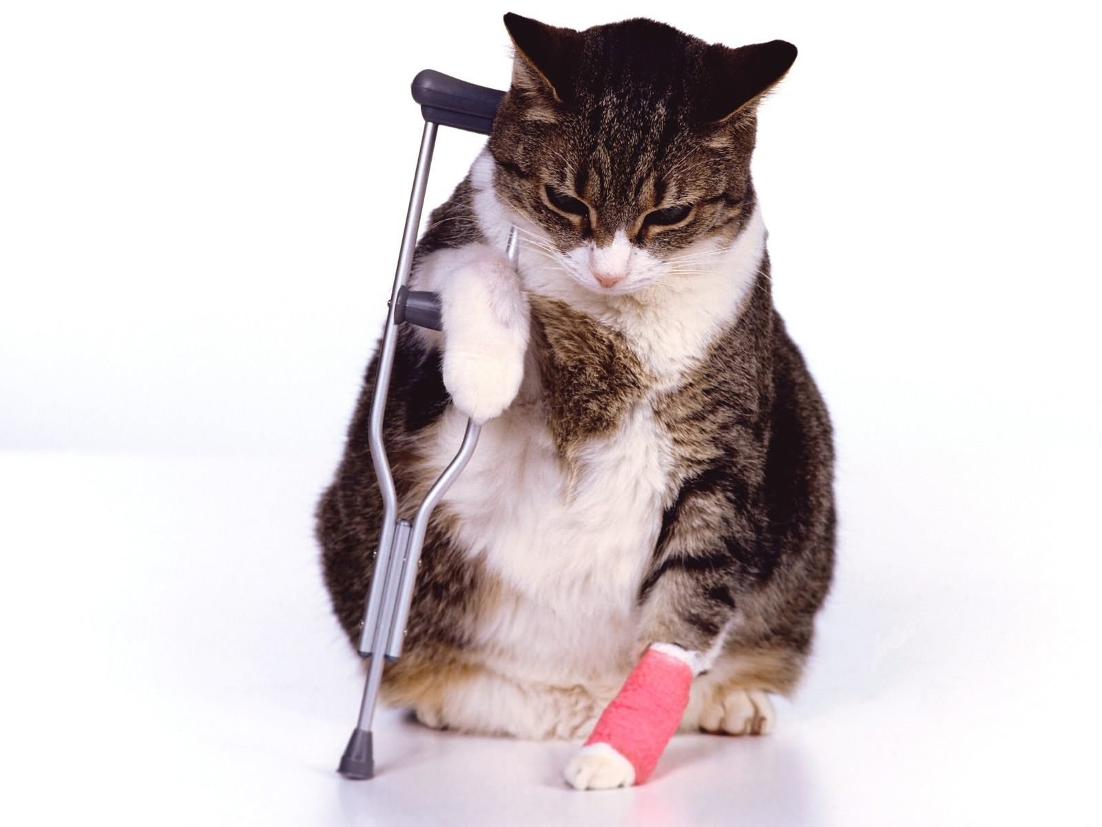Wallpaper : cat, crutches, leg, wounded 1600x1200 - wallhaven - 1019171 ...
