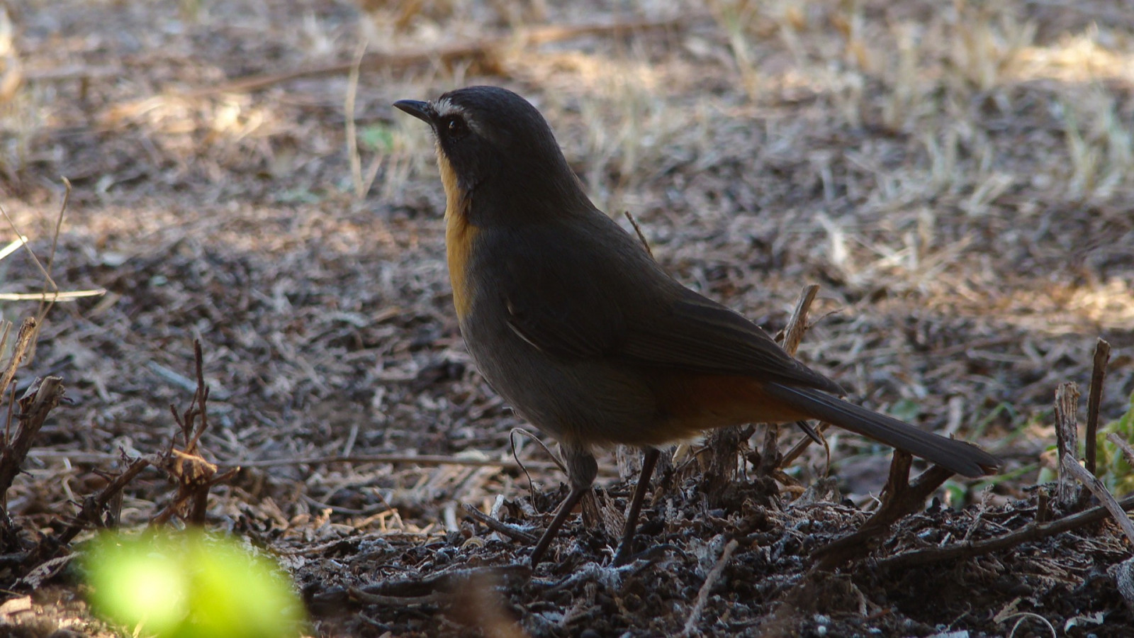 Papel de parede : Pássaros, Animais, natureza, Plantas, animais ...