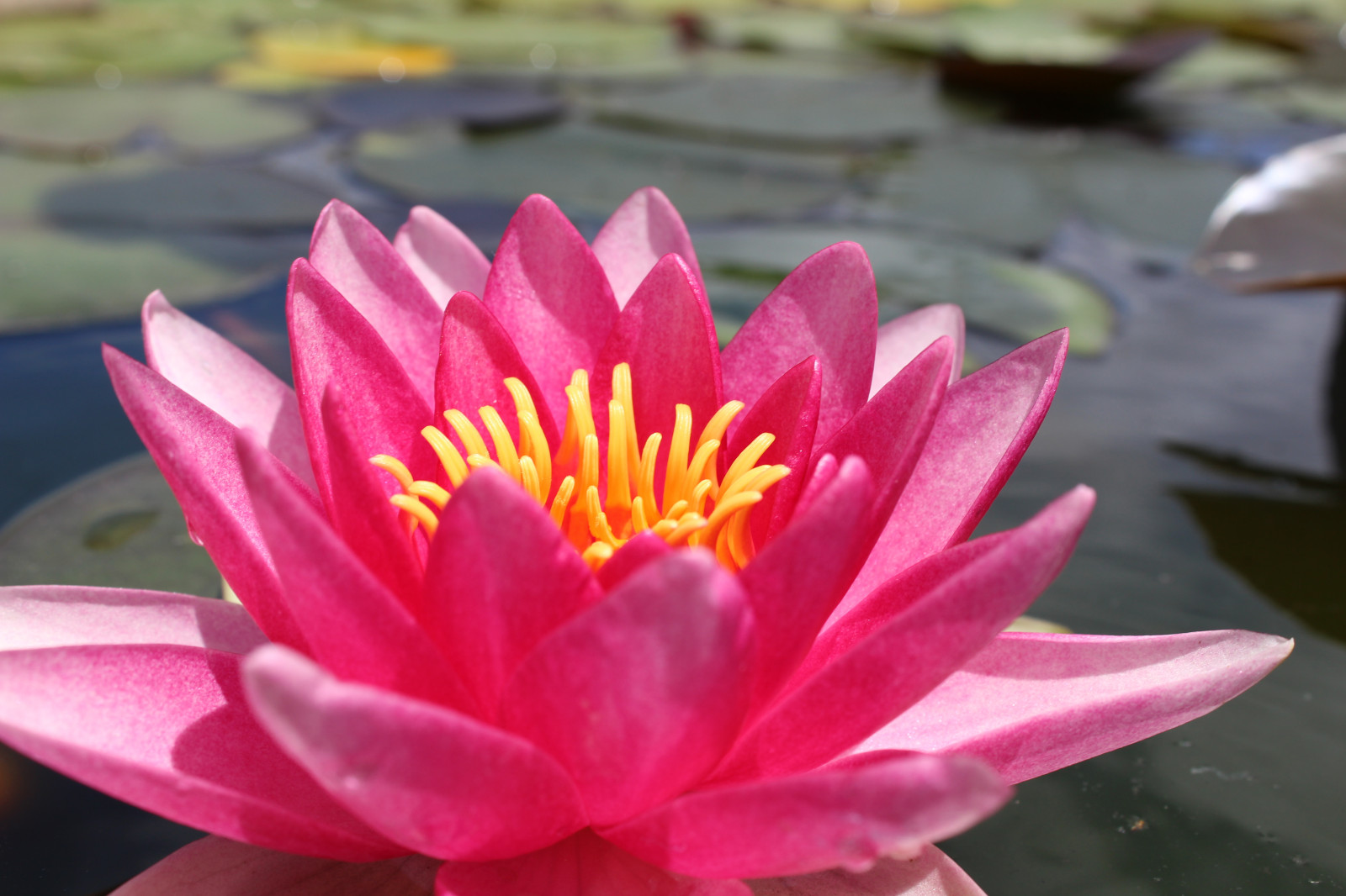 тапети : розови цветя, природа 5184x3456 - Kandii - 1149134 - тапети ...