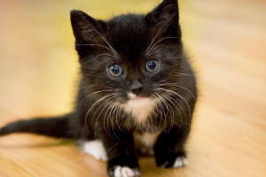 Bakgrundsbilder : 2560x1440 px, bebis, katt, katter, söt, kattunge ...