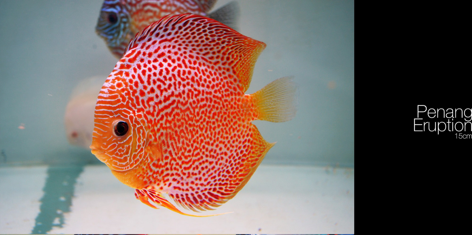 Tapety : Ryba, zlatá rybka, Discus Fish, biologie, organismus 2000x998 ...