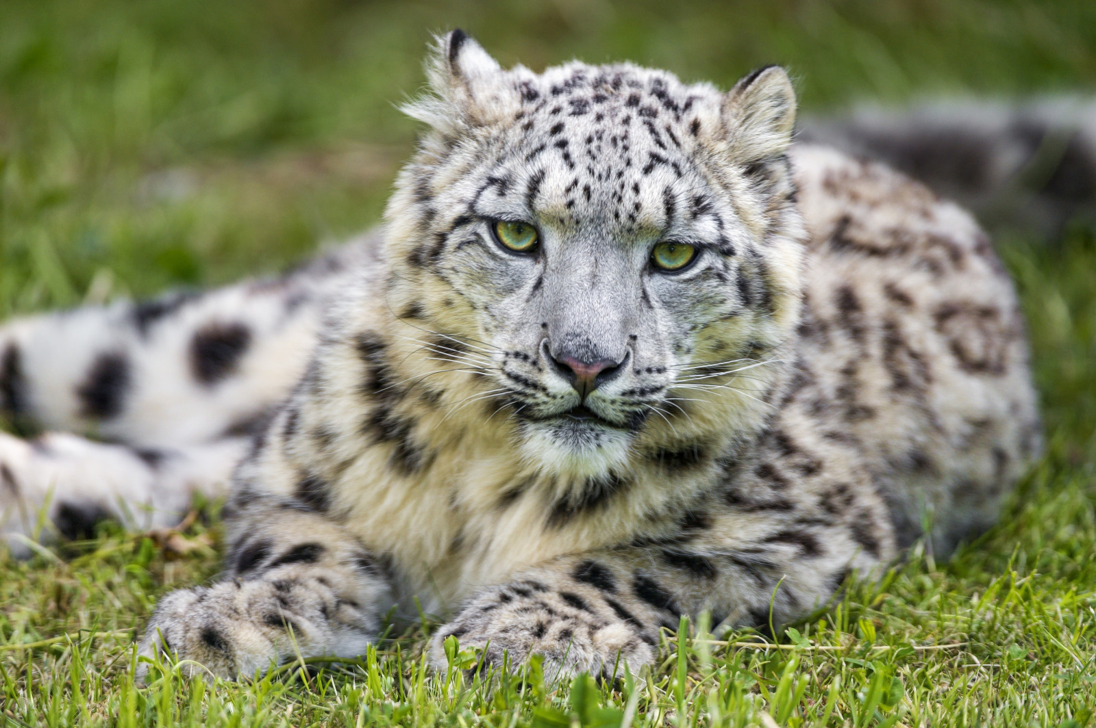 Wallpaper : 4928x3280 px, animals, feline, mammals 4928x3280 - wallup ...