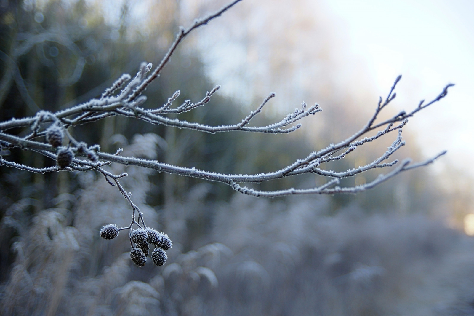 Taustakuvat : vesi, luonto, taivas, lumi, talvi-, lähikuva, haara, jää ...