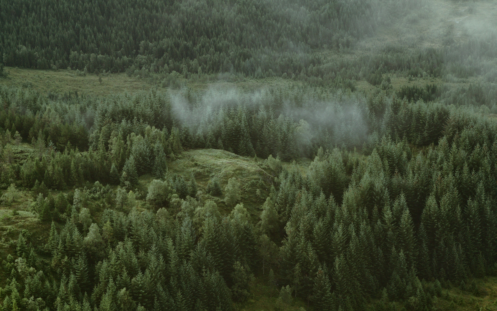 Bakgrundsbilder : natur, grön, träd, landskap, skog 2560x1600 ...