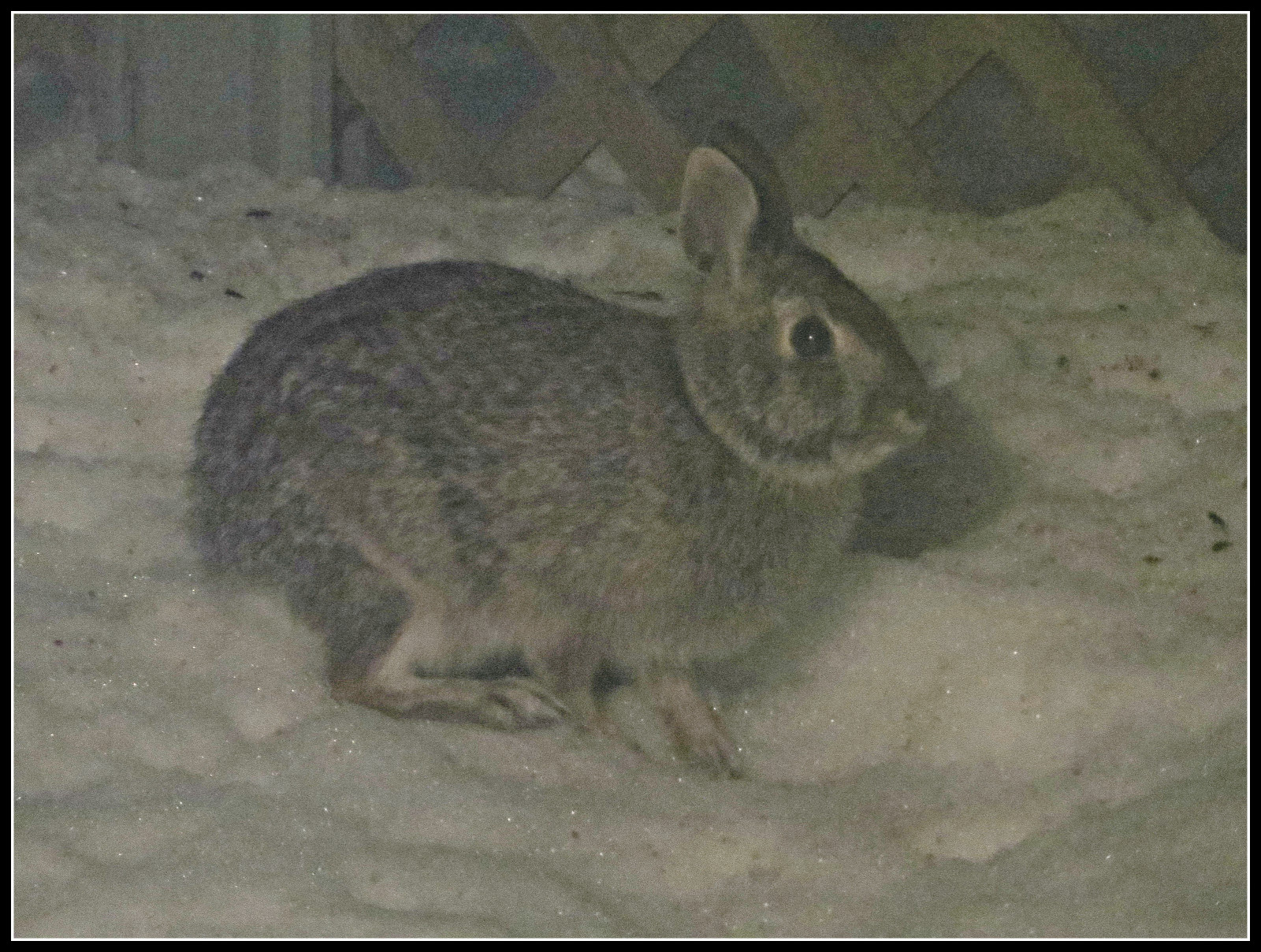 Wallpaper : rabbit, hare, quietrabbit, sweet, adorable, animal, ears ...