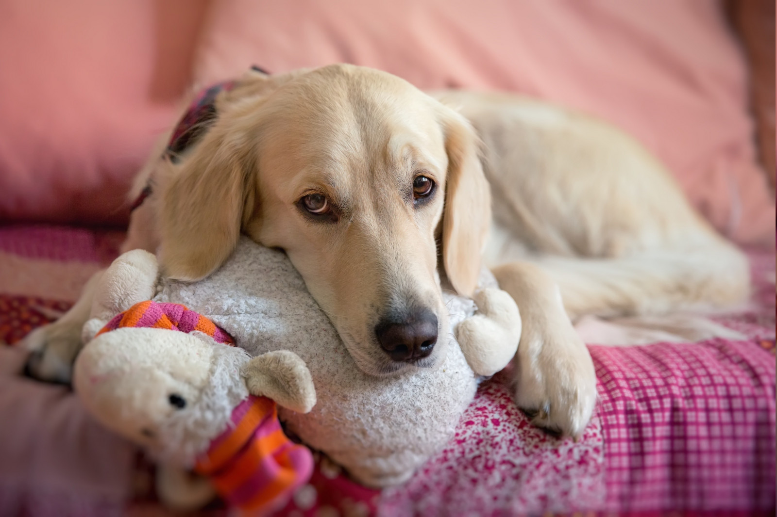 Bakrunner : dyr, nese, valper, valp, virveldyr, hund som pattedyr ...