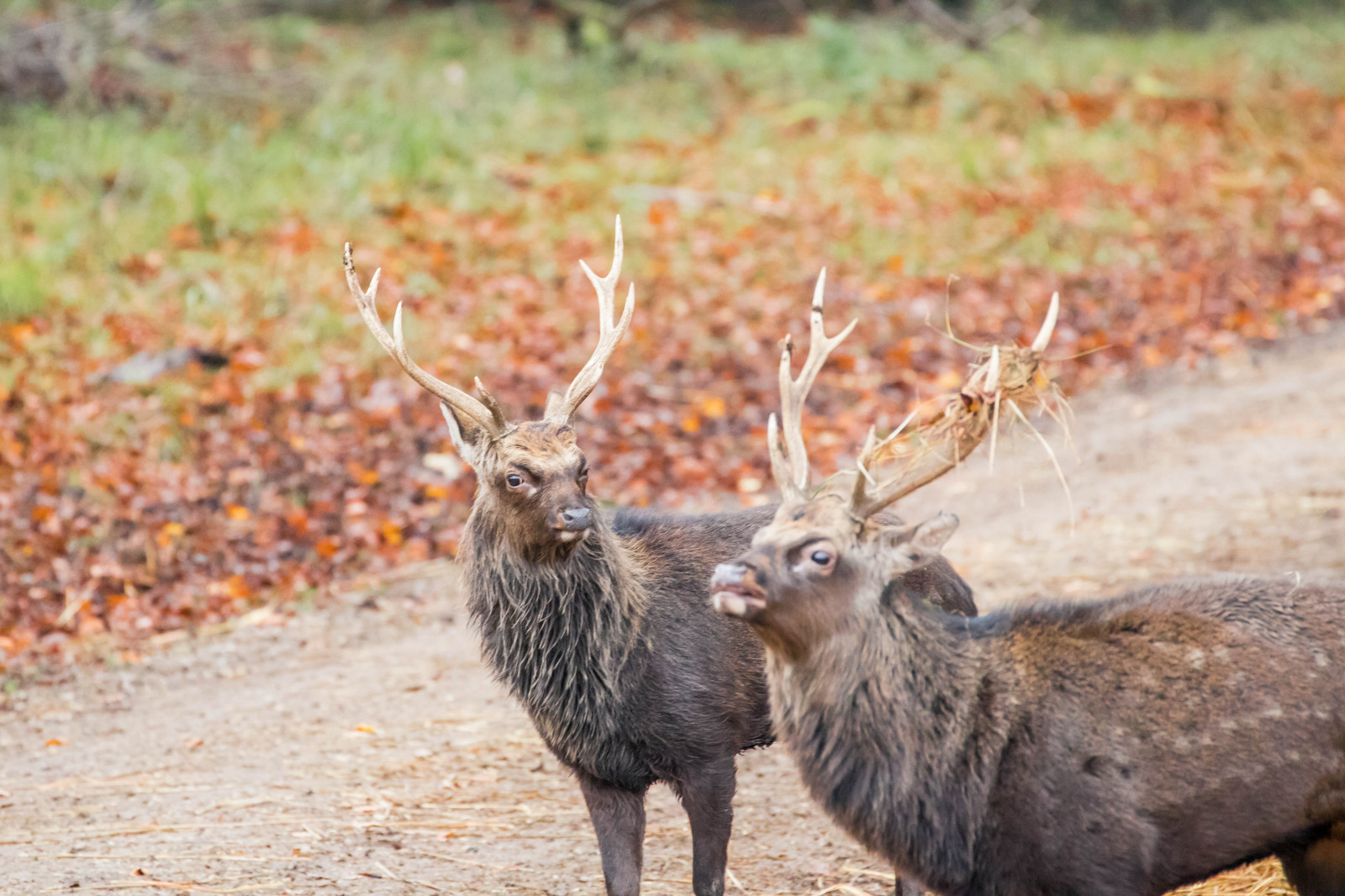 Wallpaper : forest, park, road, wildlife, elk, path, Denmark, autumn ...