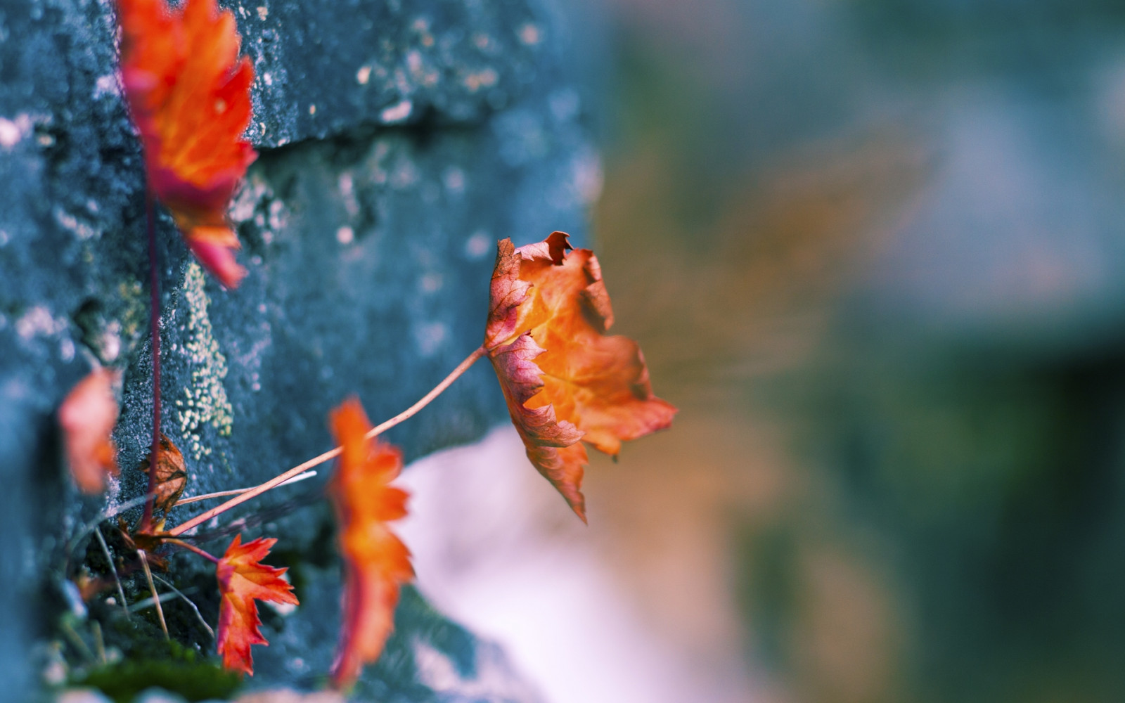 Wallpaper : sinar matahari, Daun-daun, alam, merah, cabang, embun beku ...