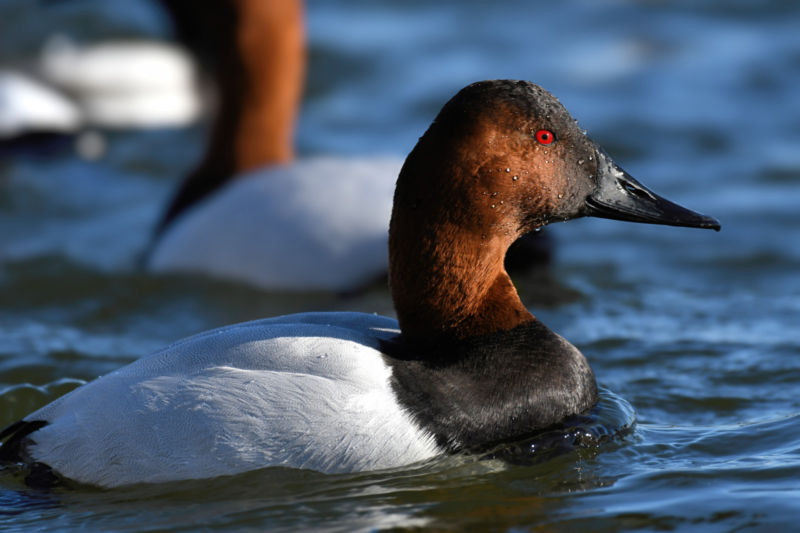 Canvasback