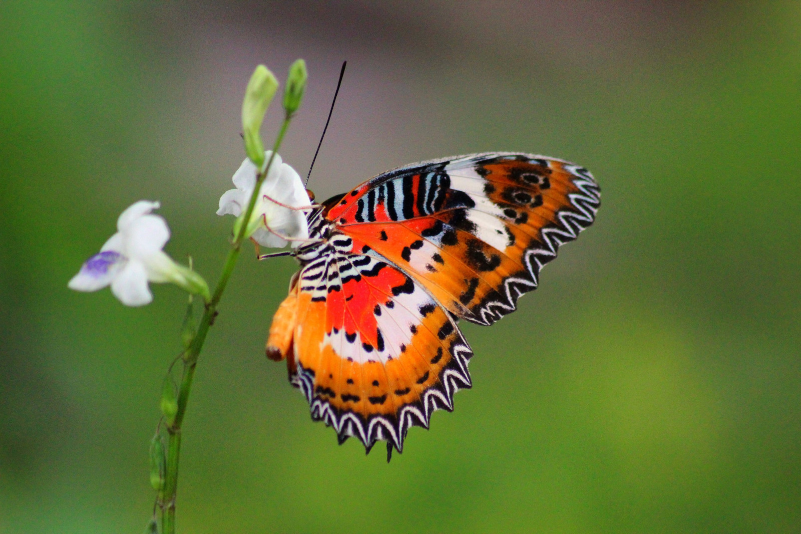 Wallpaper : insect, wildlife, Indonesia, Sumatra, moth, blinkagain, ngc ...