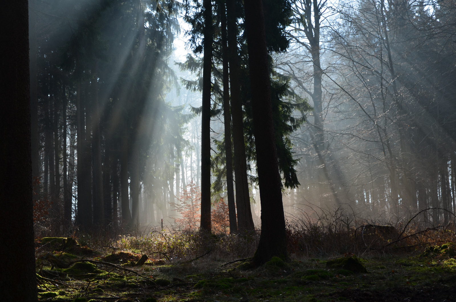 Wallpaper : deutschland, Germany, rheinlandpfalz, rhinelandpalatinate ...