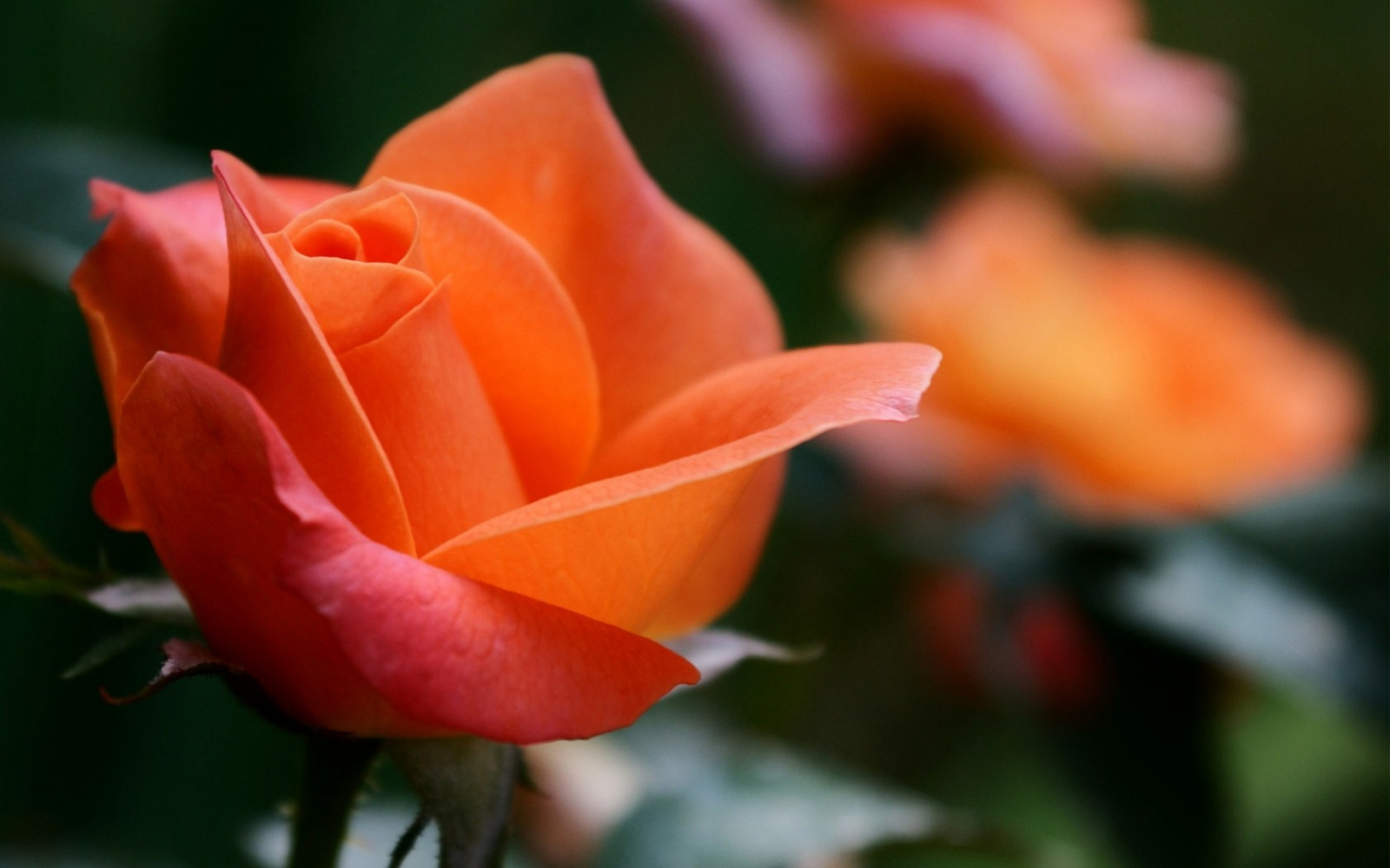 Wallpaper : flower, macro, rose, orange, Focus, blur 1680x1050 ...