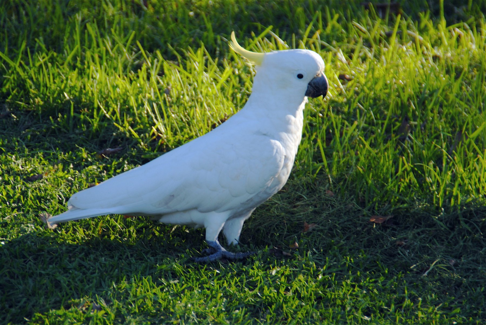 Tapety : 1800x1204 px, 31, pták, papoušek kakadu, Papoušek, tropický ...