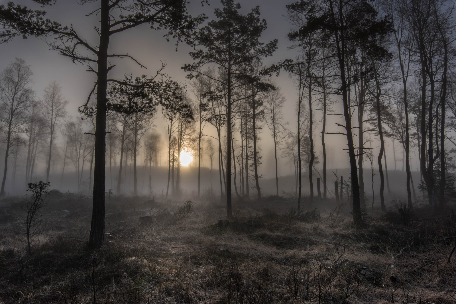 Bakgrundsbilder : solljus, landskap, skog, himmel, vinter-, gren ...