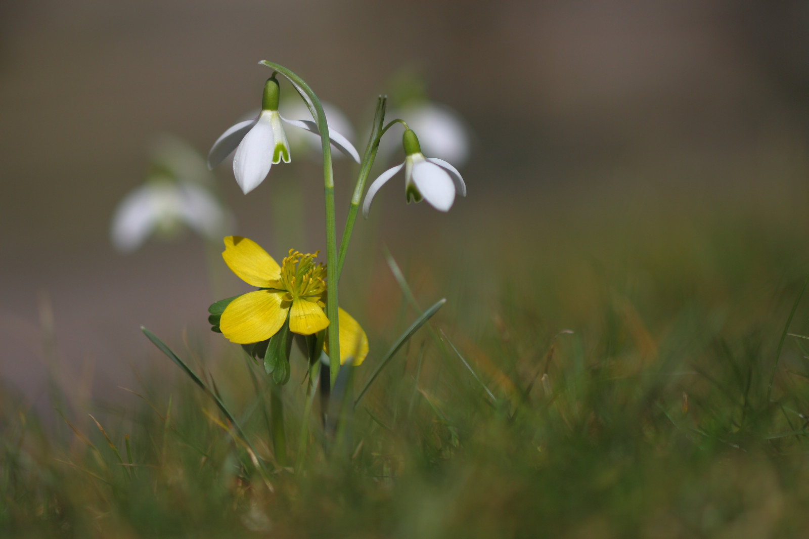 Wallpaper : blumen, blume, flowers, flower, white, green, yellow ...