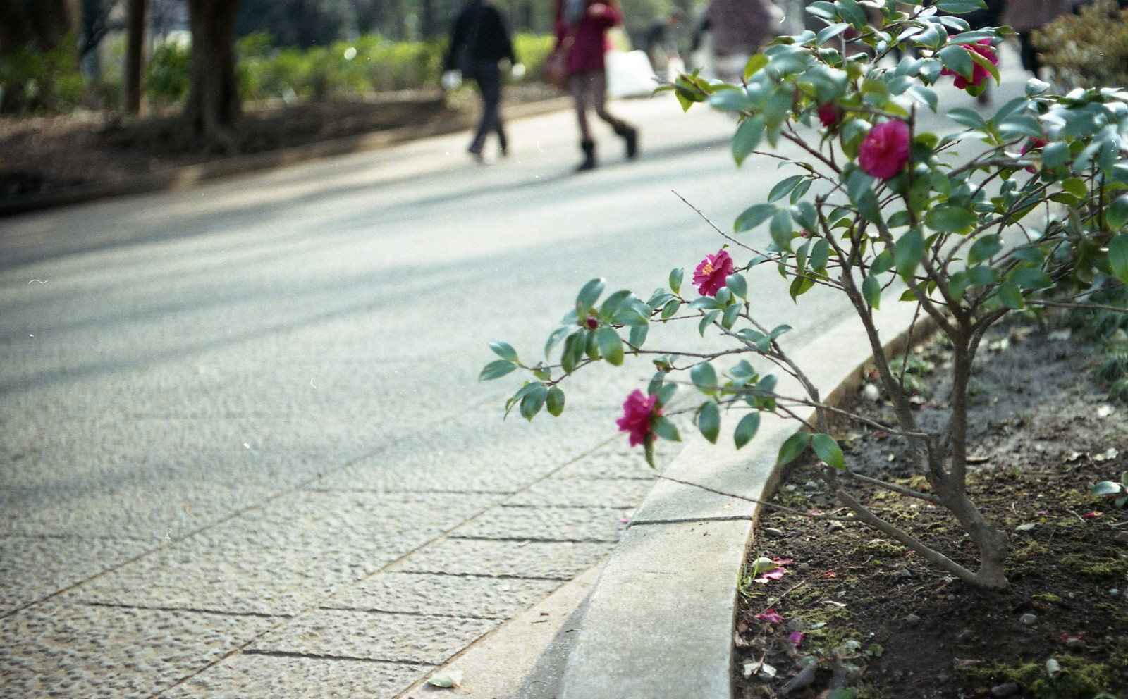 Wallpaper : park, light, flower, film, Japan, analog, 50mm, iso100 ...