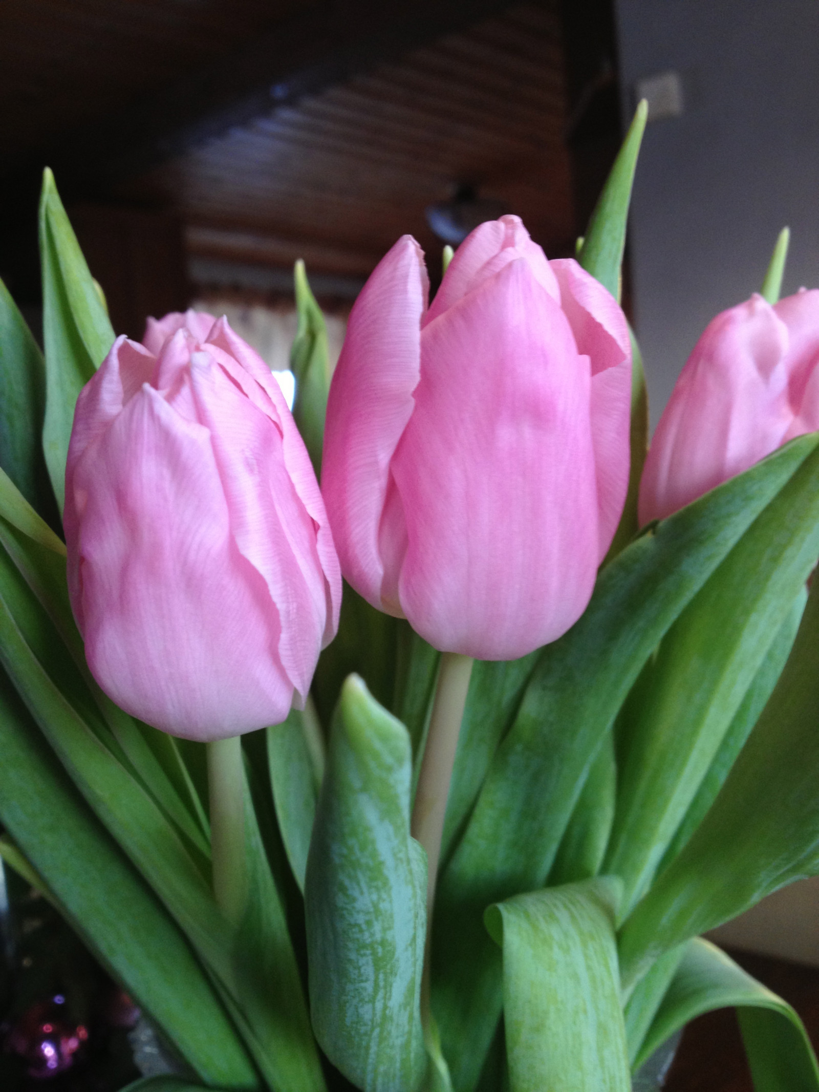 Imagini de fundal : floare, plantă, lalea, petală, plante teren, plante ...