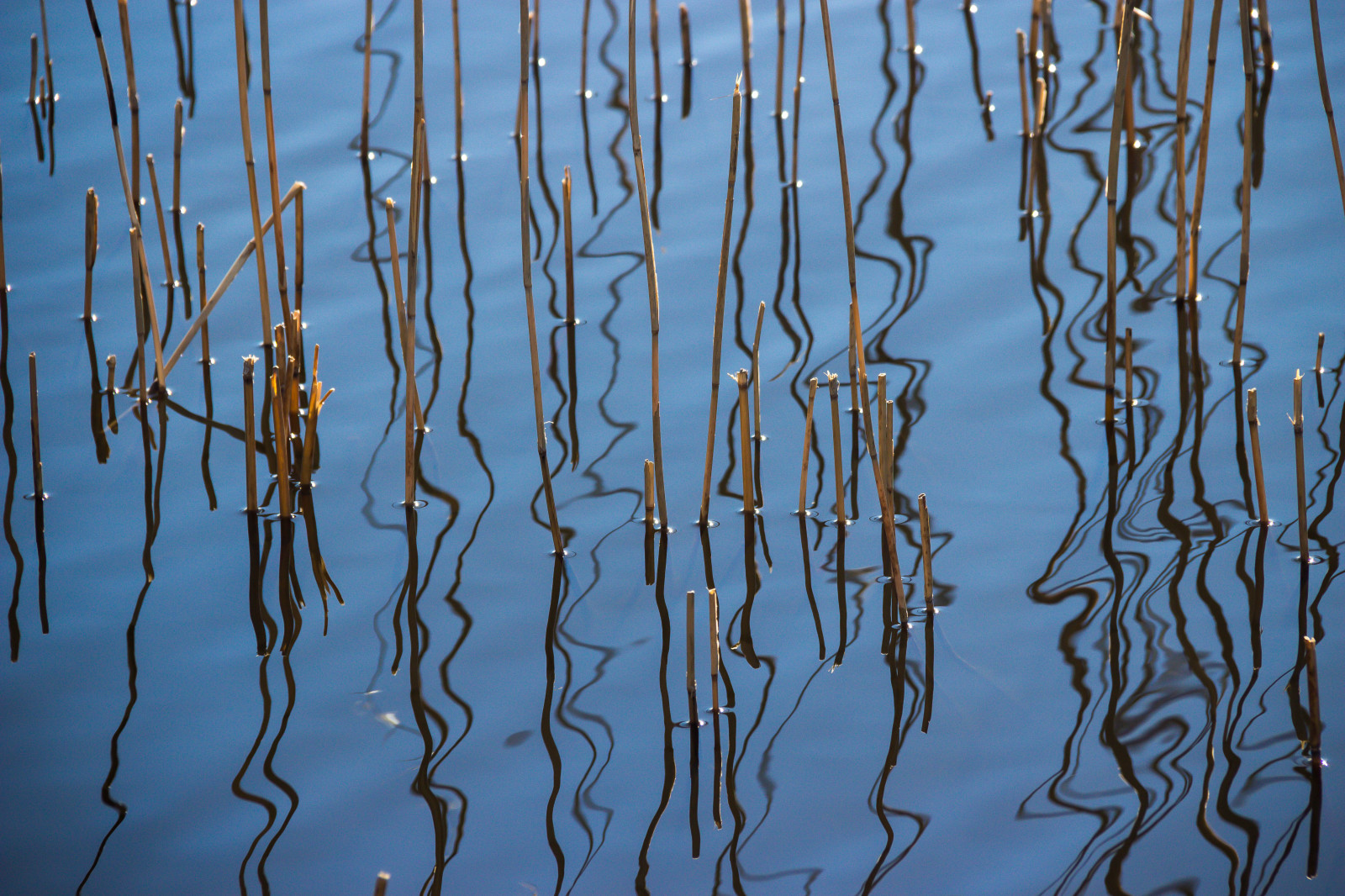 Wallpaper : abstract, lake, water, reflection, branch, blue, ice, frost ...