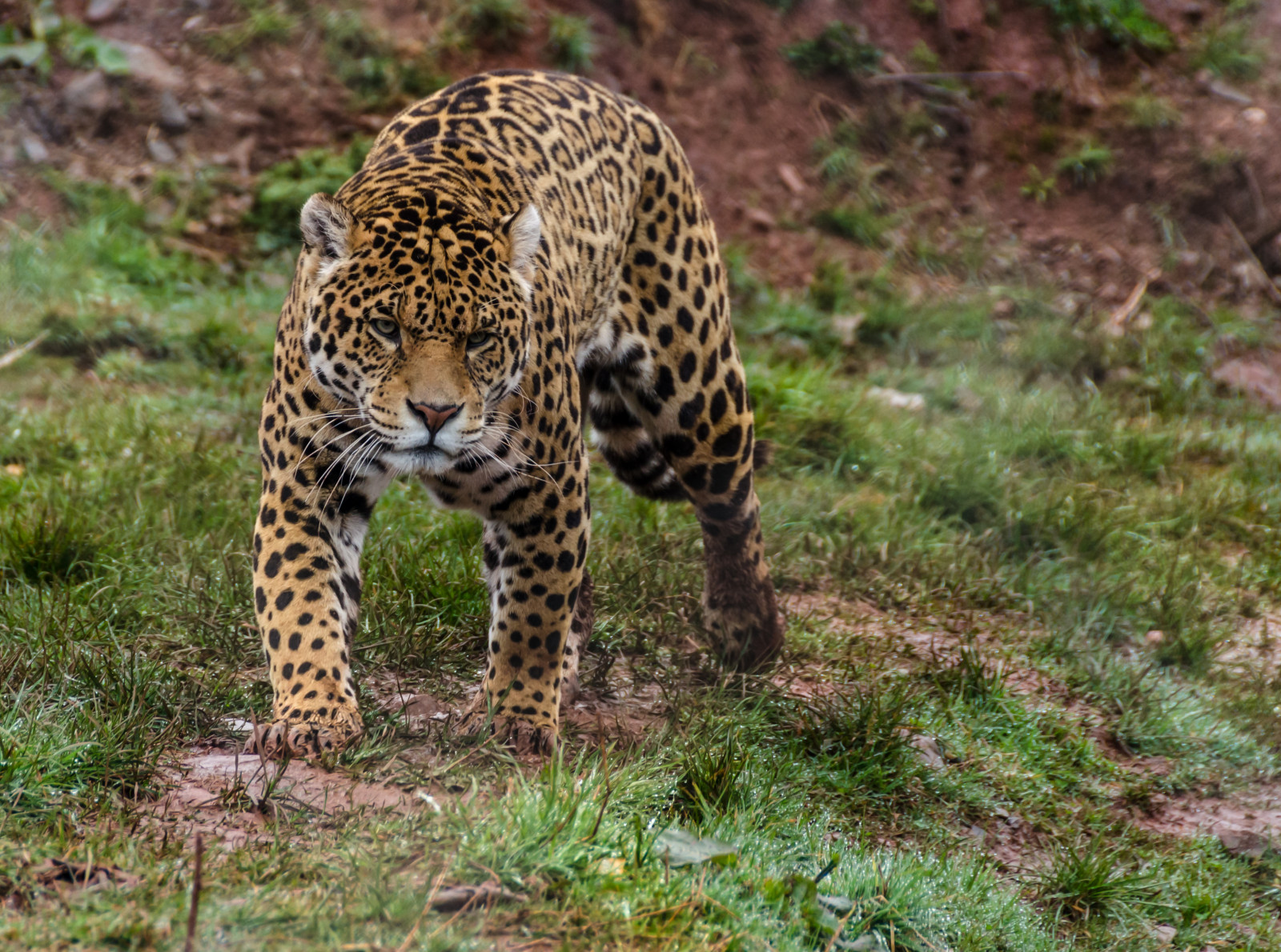 Tapety : zvíře, mimo, zoologická zahrada, Nikon, venkovní, Volně ...