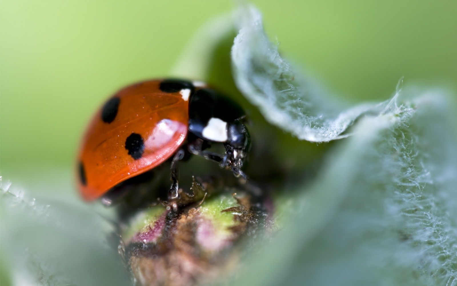 Wallpaper : ladybug, insect, leaf, grass 1920x1200 - wallhaven - 734499 ...