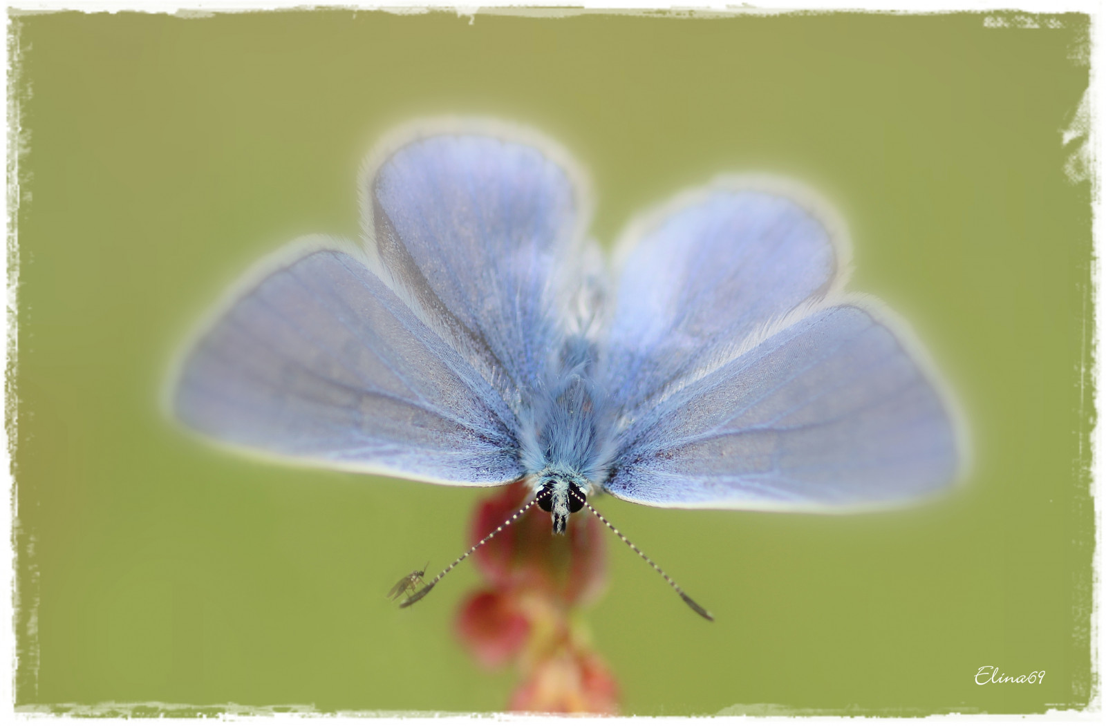 Wallpaper : butterfly, insect, blue, Canon, bug, petal, insetto ...