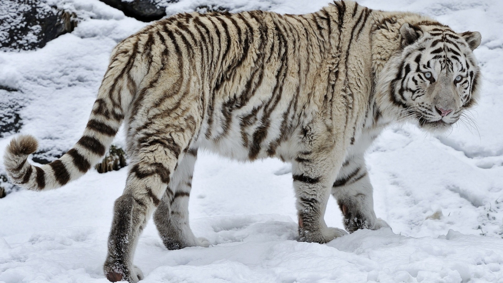 Wallpaper : hewan, salju, margasatwa, kucing besar, harimau putih ...