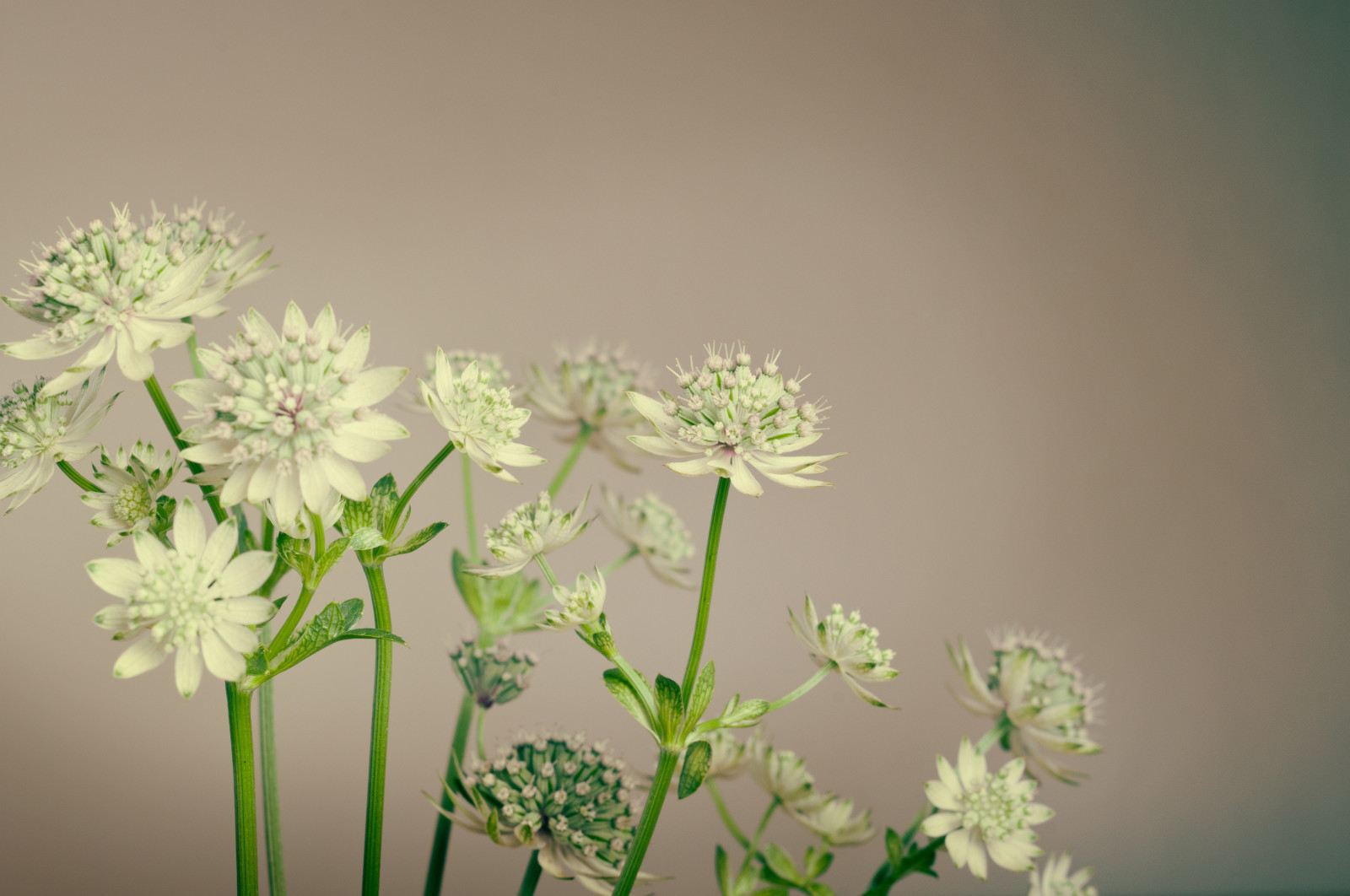 Wallpaper : flowers, branch, green, blossom, flora, ikebana, botany ...