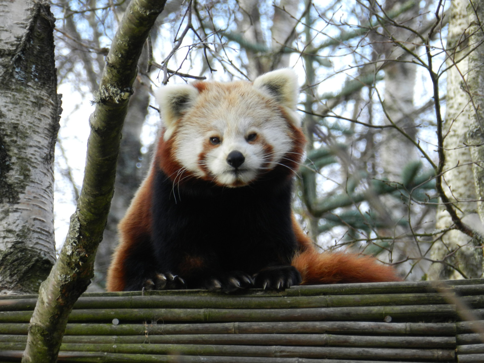 Fond d'écran : des arbres, parc, faune, fourrure, Panda rouge, unique ...