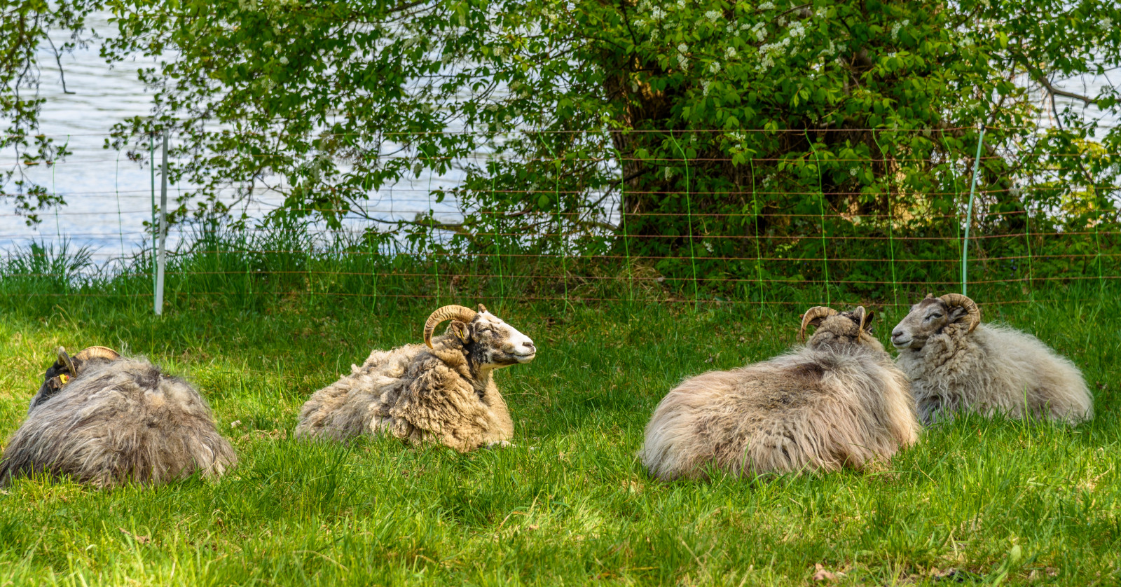 Wallpaper : animals, grass, Germany, wildlife, sheep, Berlin, lightroom ...