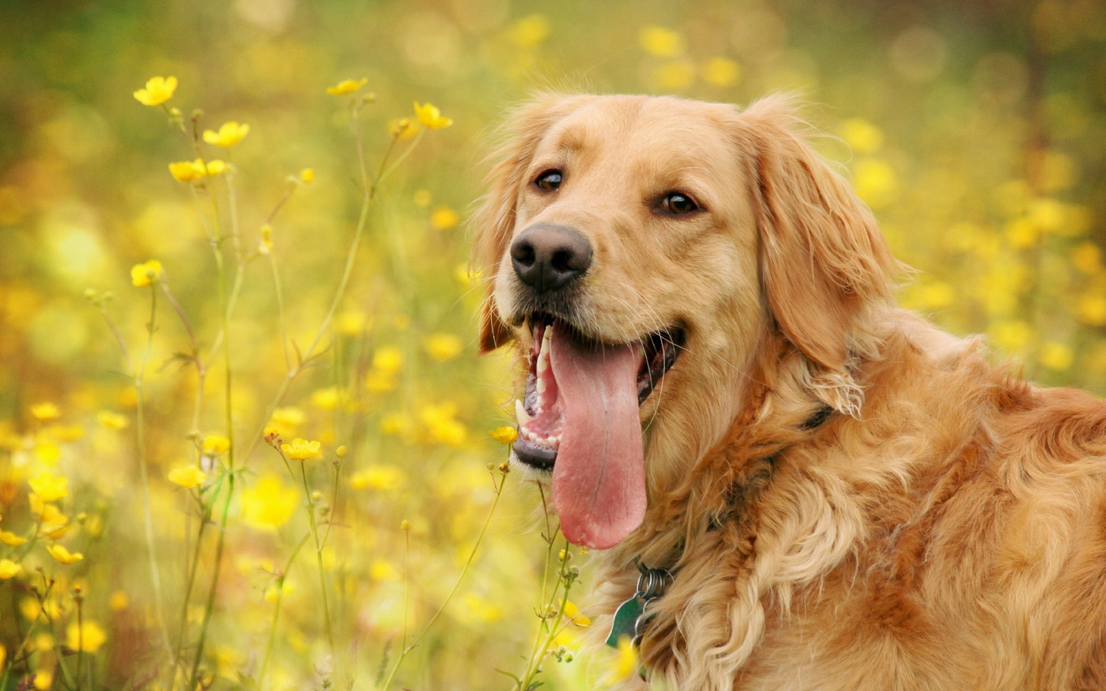 Wallpaper : dog, face, flowers, tongue, leisure 2560x1600 - wallhaven ...