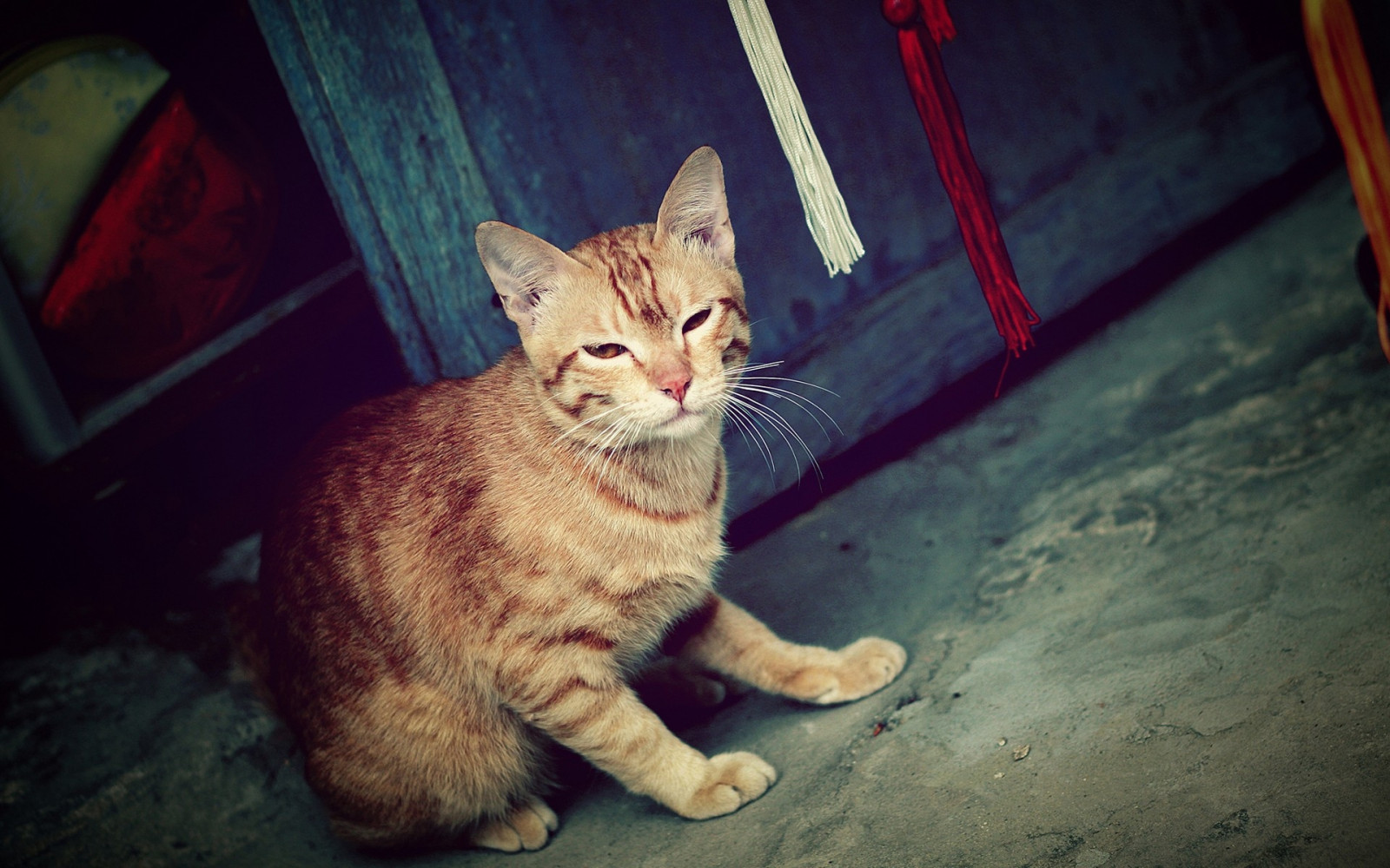 Wallpaper : kucing, hantu, bergaris, pendapat 1920x1200 ...