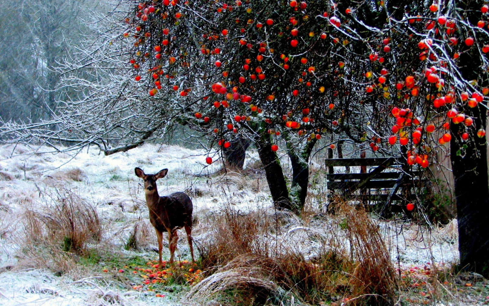 Wallpaper : 1920x1200 px, animals, berries, Christmas, deer, forest ...