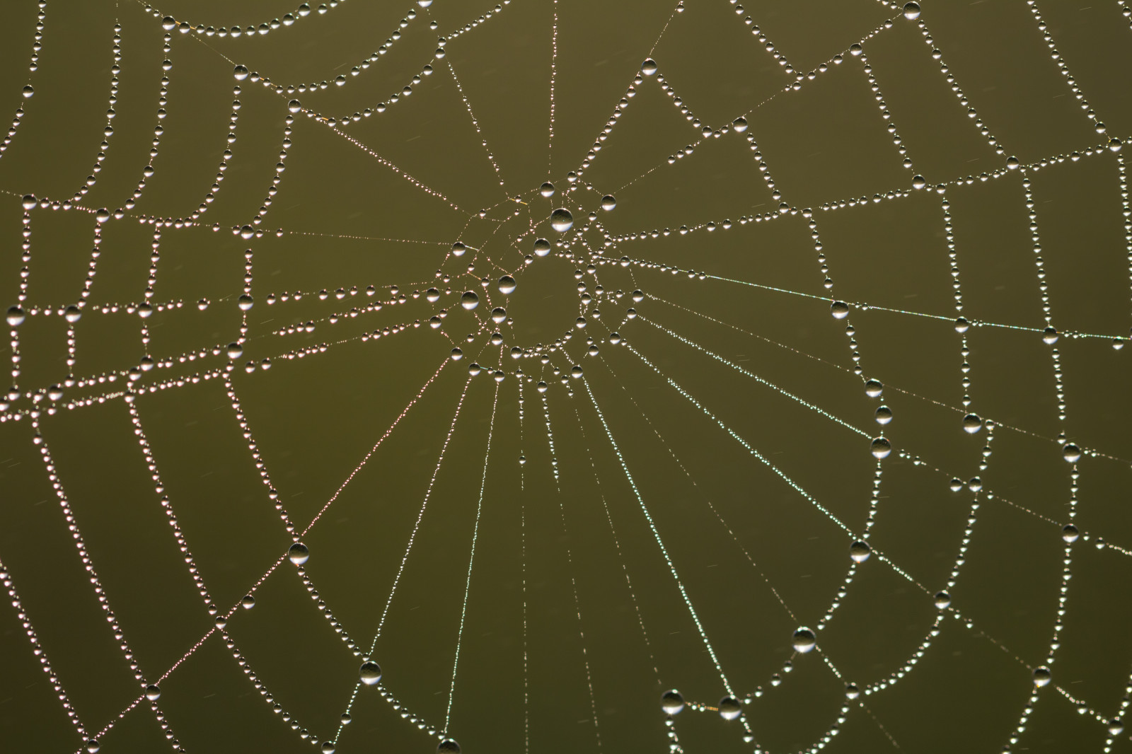 Wallpaper : air, labah-labah, embun, Arachnid, jaringan, spindeln t ...