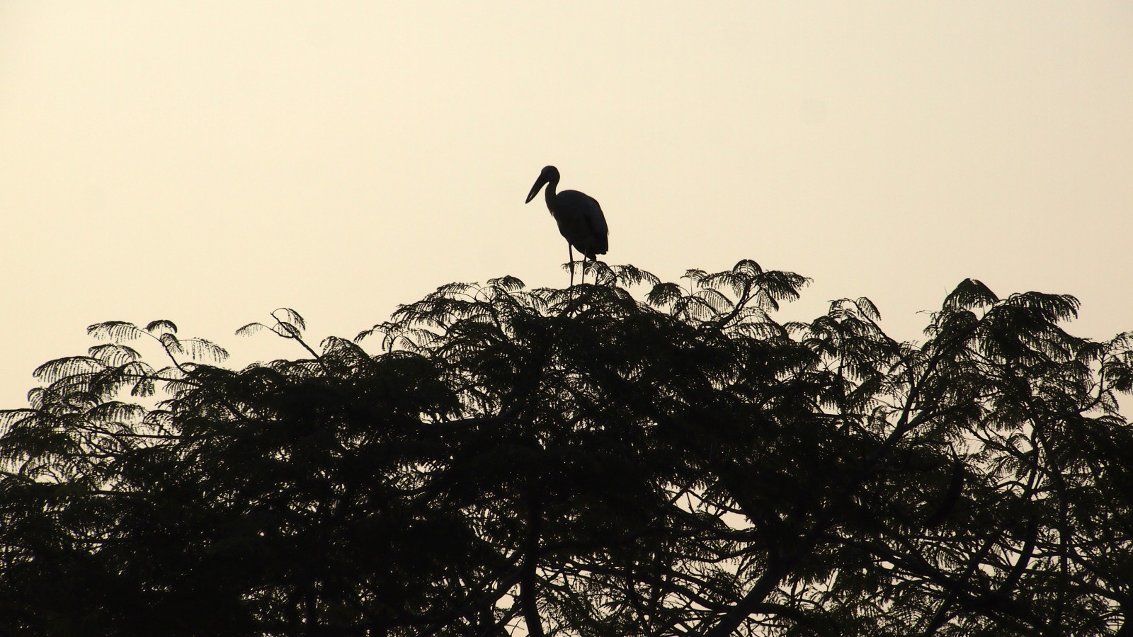 Wallpaper : 3840x2160 px, animals 3840x2160 - wallhaven - 750471 - HD ...