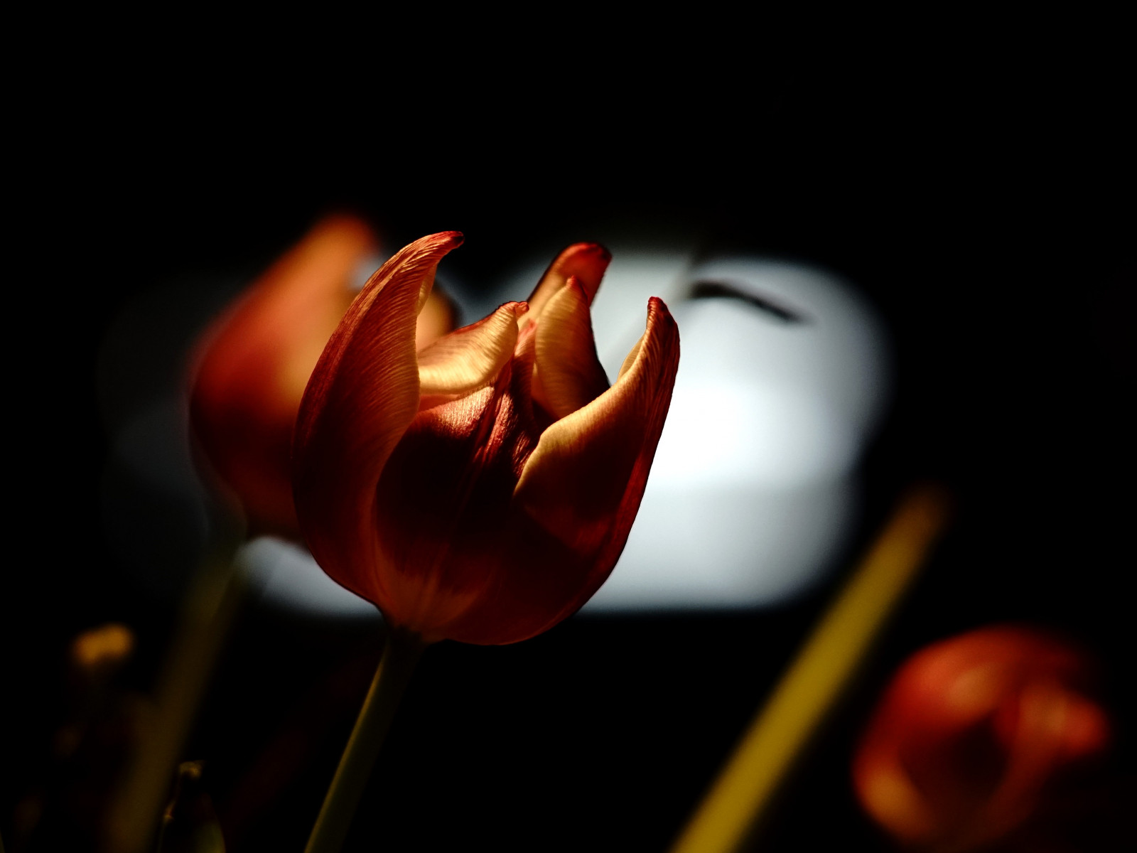 Obrázky na plochu : kvety, kvet, kvetina, rastlina, tulipán, tma ...