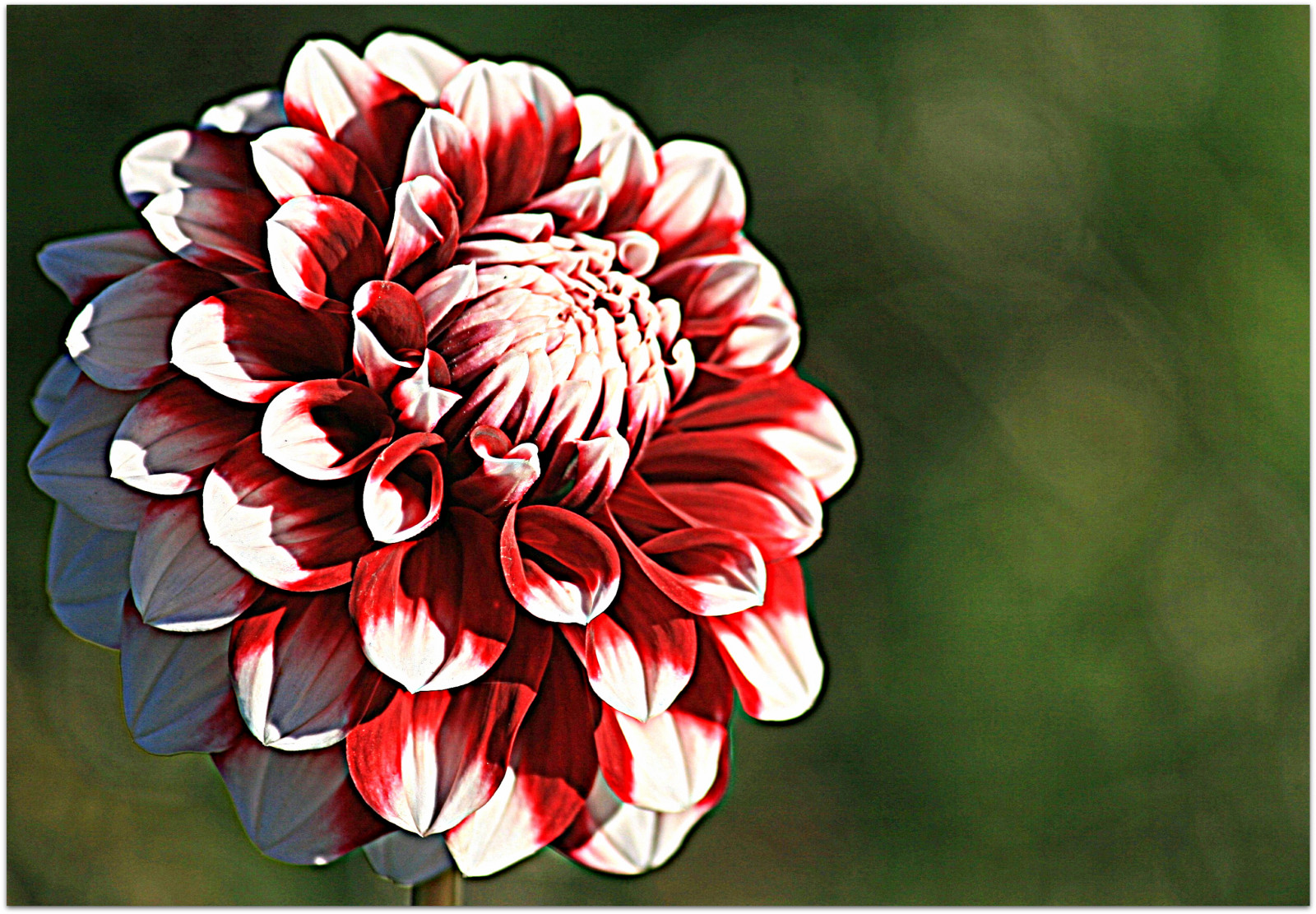 Imagini de fundal : dalie, floare, Blume, dahlie, naturesfinest ...