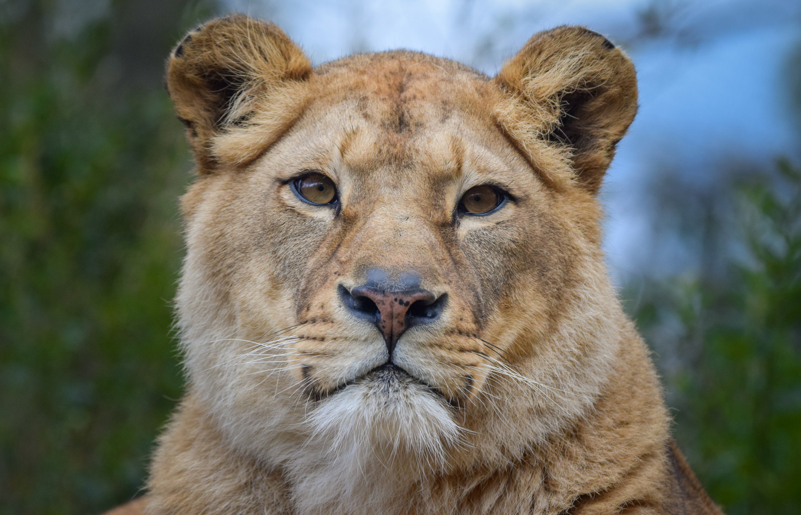 วอลเปเปอร์ : หญ้า, สัตว์ป่า, Nikon, ขนสัตว์, แมวใหญ่, สวนสัตว์, เครา ...