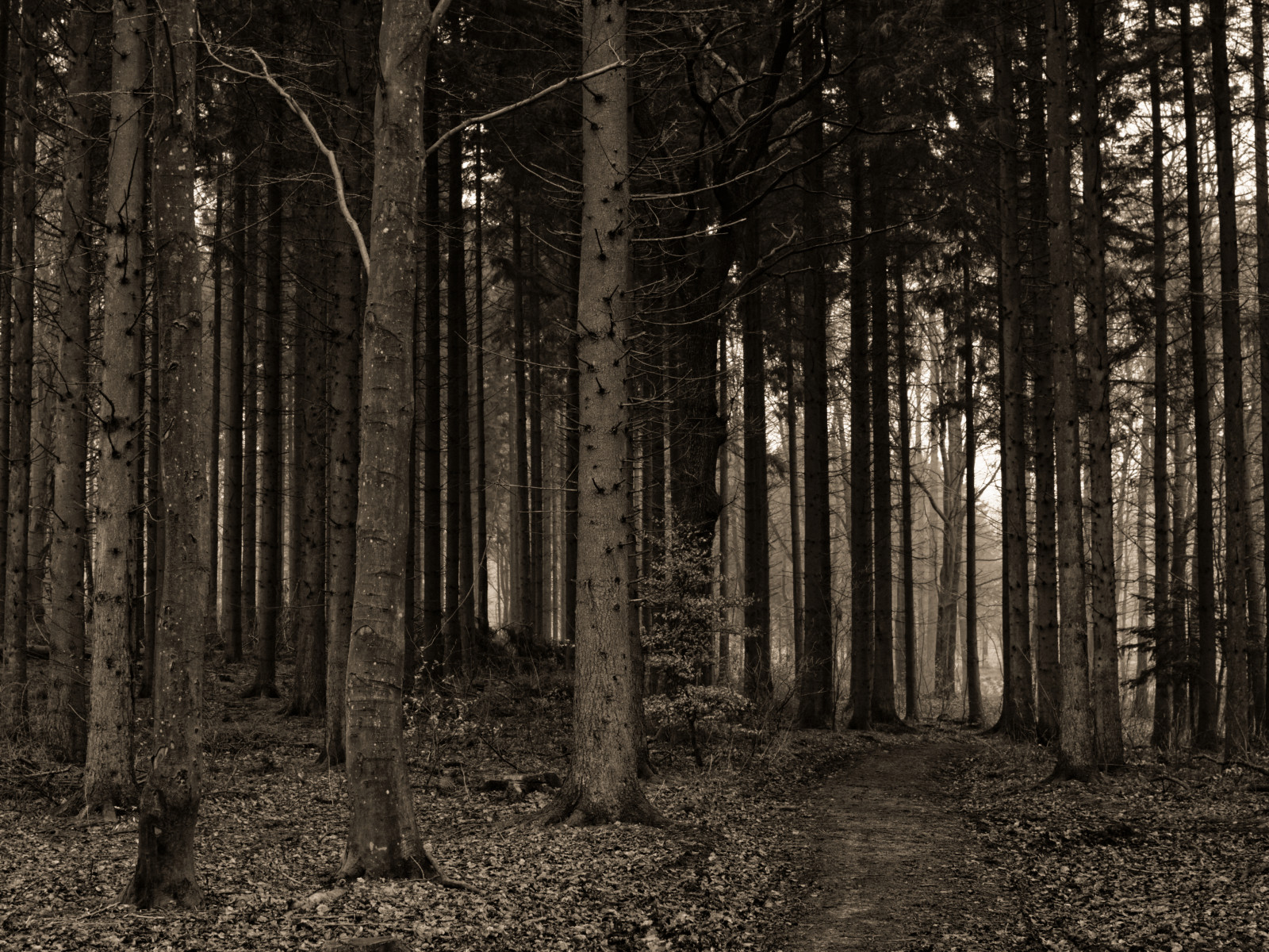 Bakgrundsbilder : skog, natur, spruce fir forest, träd, svartvitt ...