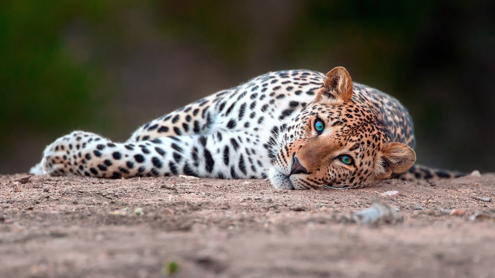 Imagini de fundal : animale sălbatice, pisici de mare, mustati ...